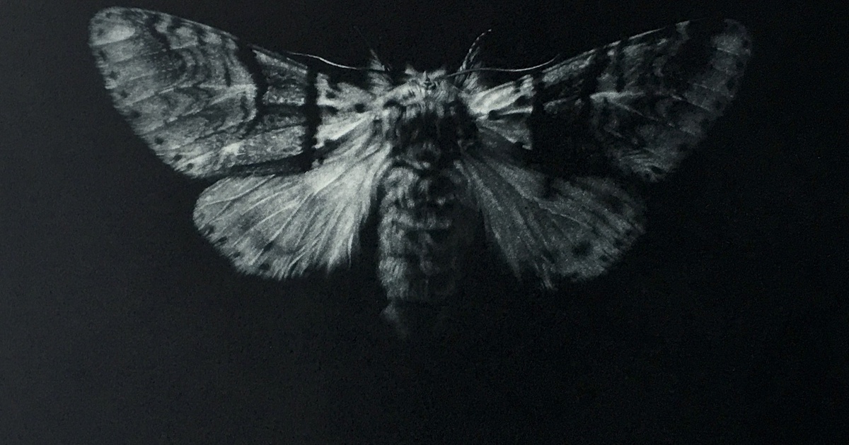 Sarah Gillespie - Exhibitions | Eames Fine Art